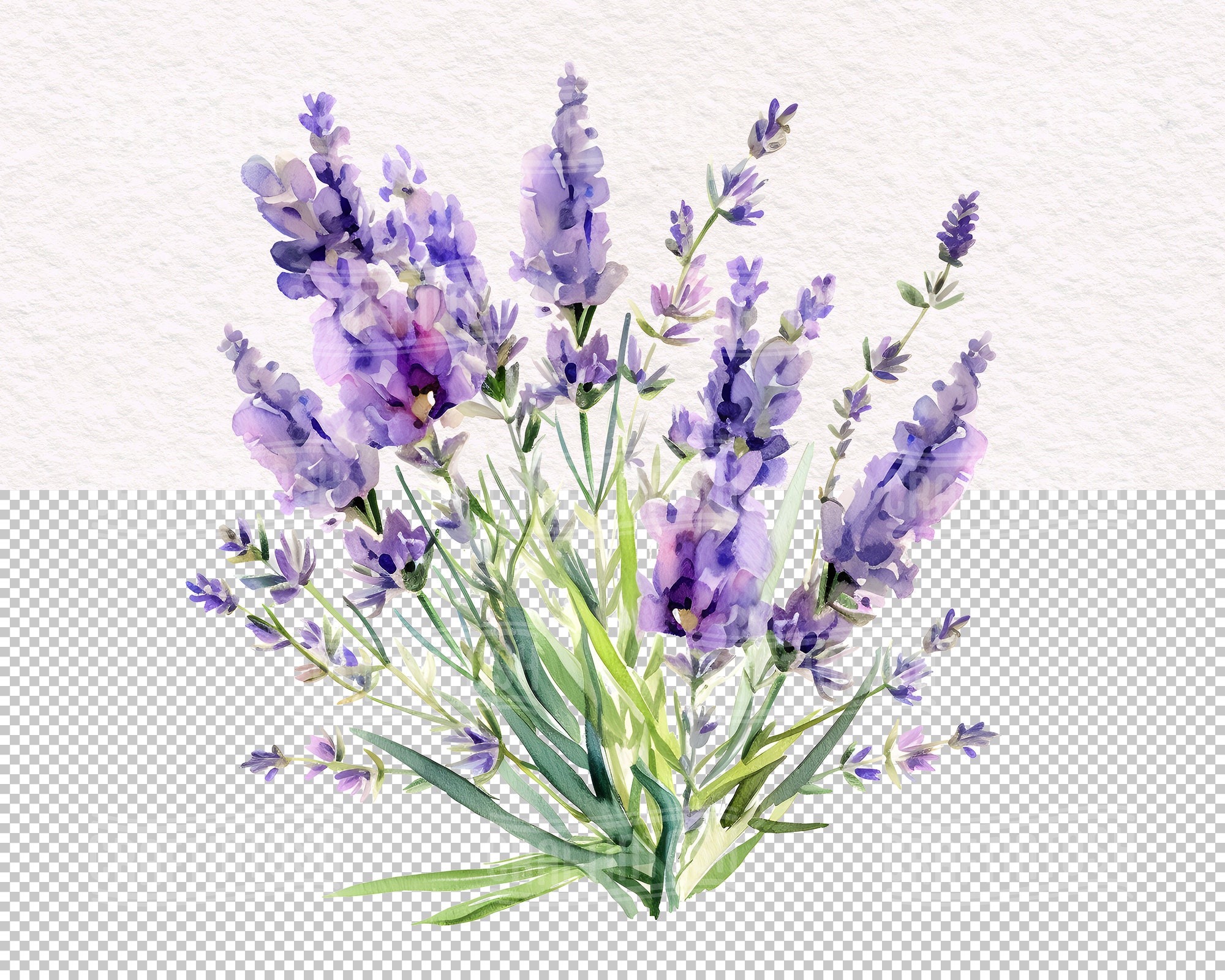 Watercolor Lavender Clipart - Transparent Scrapbooking Herb Clip Art ...