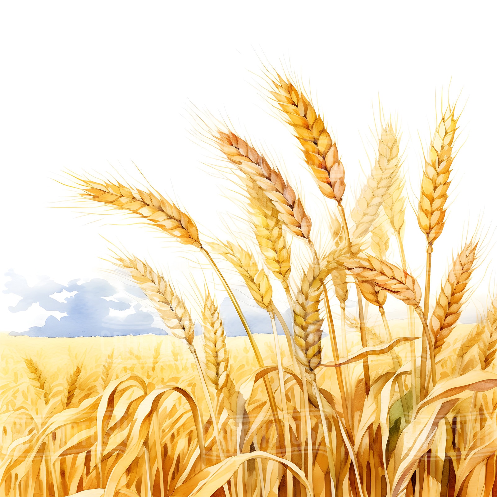 Watercolor Ripening Wheat Field Papers - 15 PNG Digital Graphics ...