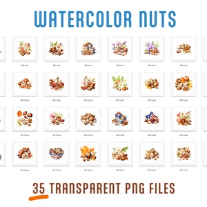 Watercolor Nuts Clipart Bundle: PNG Autumn Harvest Walnut Peanut ...