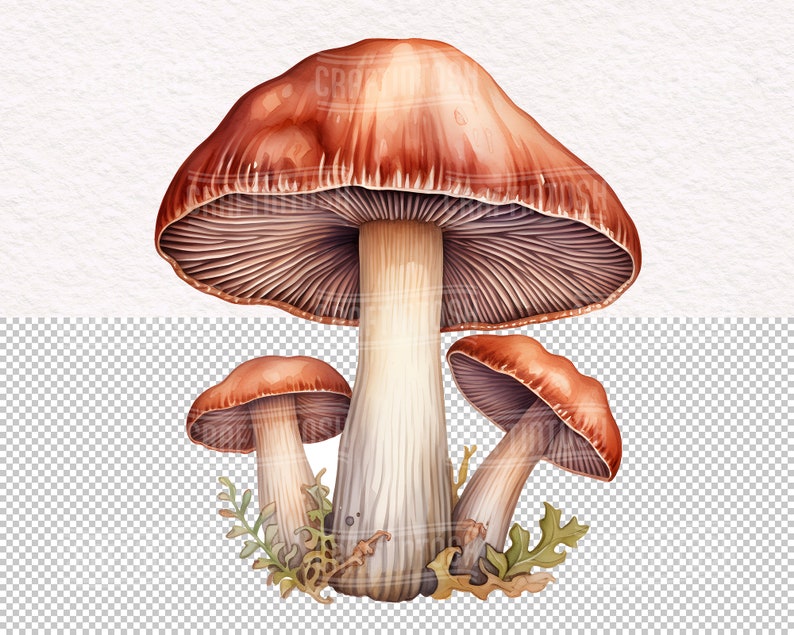 Watercolor Autumn Harvest Clipart - Fall Leaves PNG Mushrooms Cozy ...