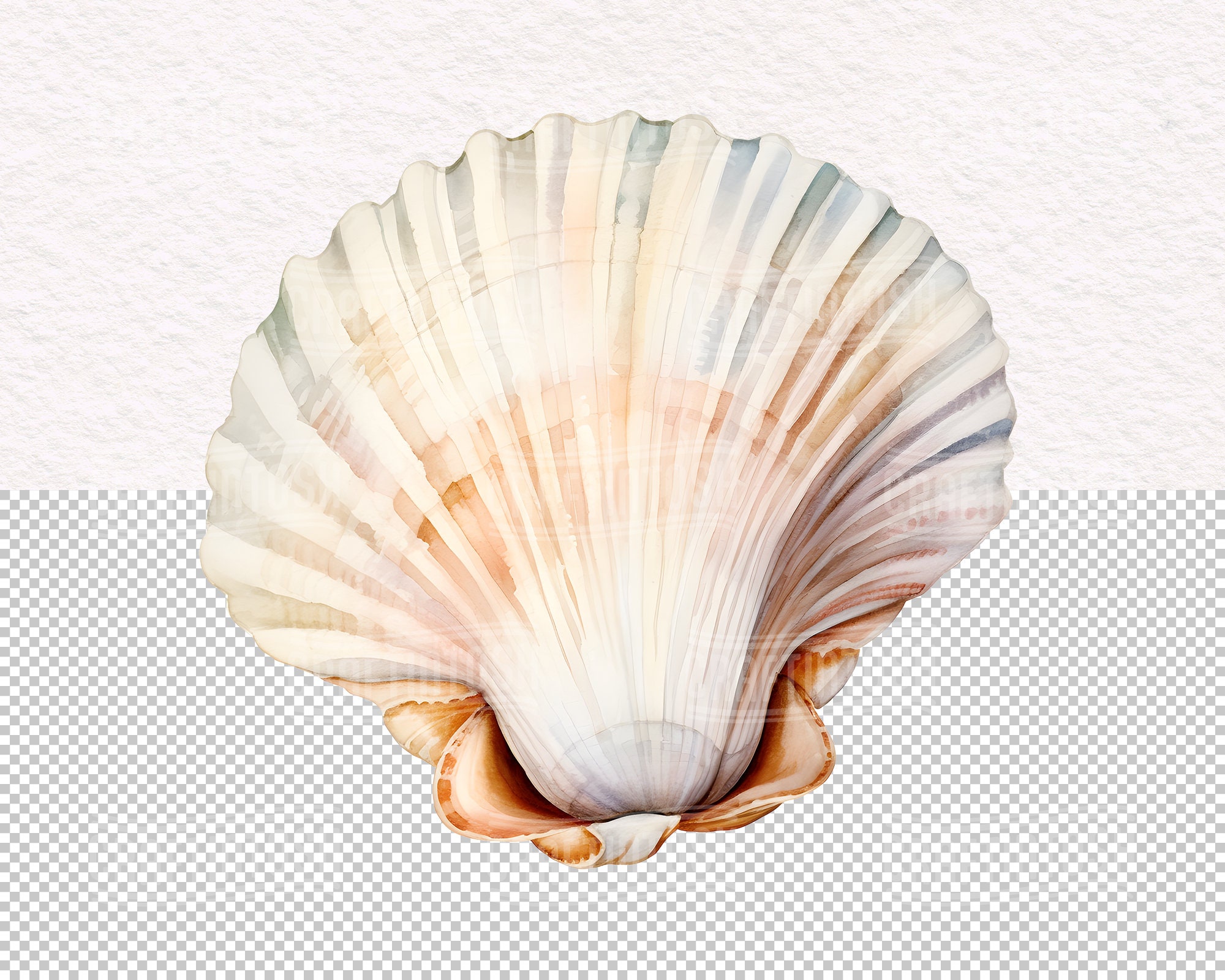 Watercolor Seashell Clipart PNG Set - Digital Graphics Instant Download ...