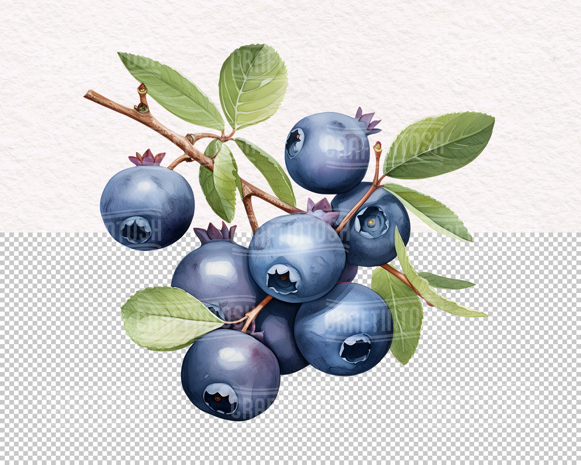 Blueberry Watercolor Clipart Transparent Blueberry Art Blueberry Leaf ...