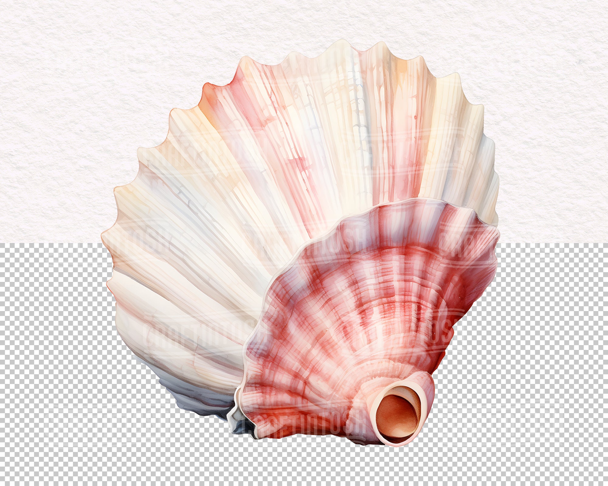 Watercolor Seashell Clipart PNG Set - Digital Graphics Instant Download ...