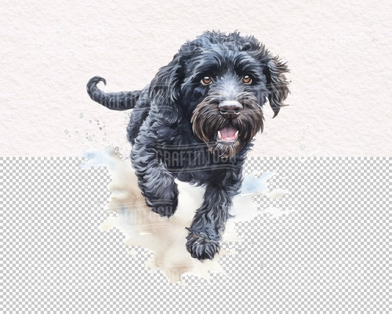 Cute Black Labradoodle Puppies
