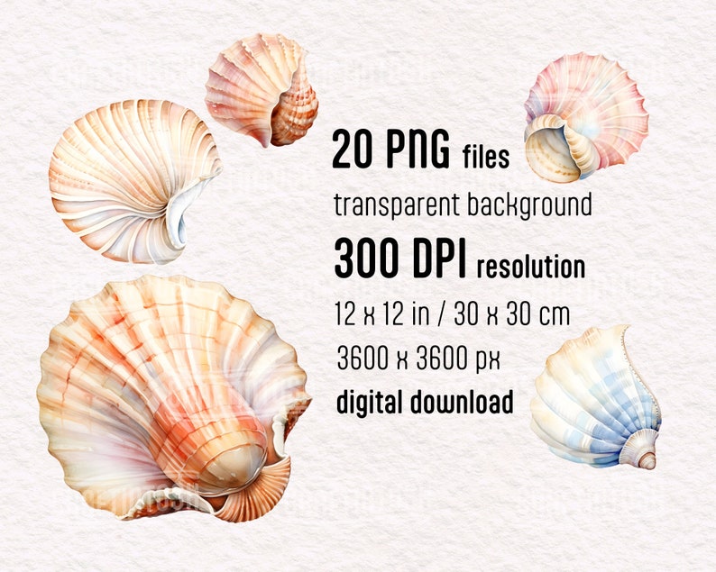 Watercolor Seashell Clipart PNG Set - Digital Graphics Instant Download ...