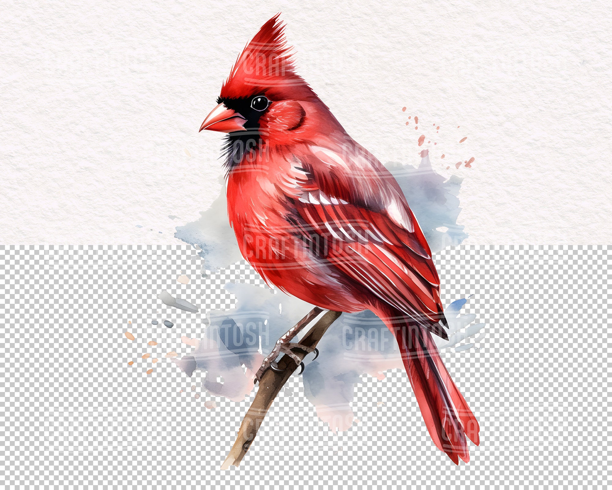 Red Cardinal PNG, Red Cardinal Bird, Cardinal Clipart, Watercolor Bird ...