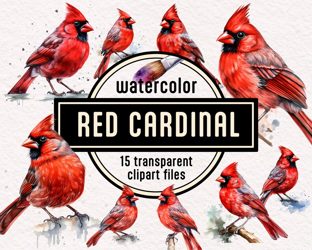 Red Cardinal PNG, Red Cardinal Bird, Cardinal Clipart, Watercolor Bird ...