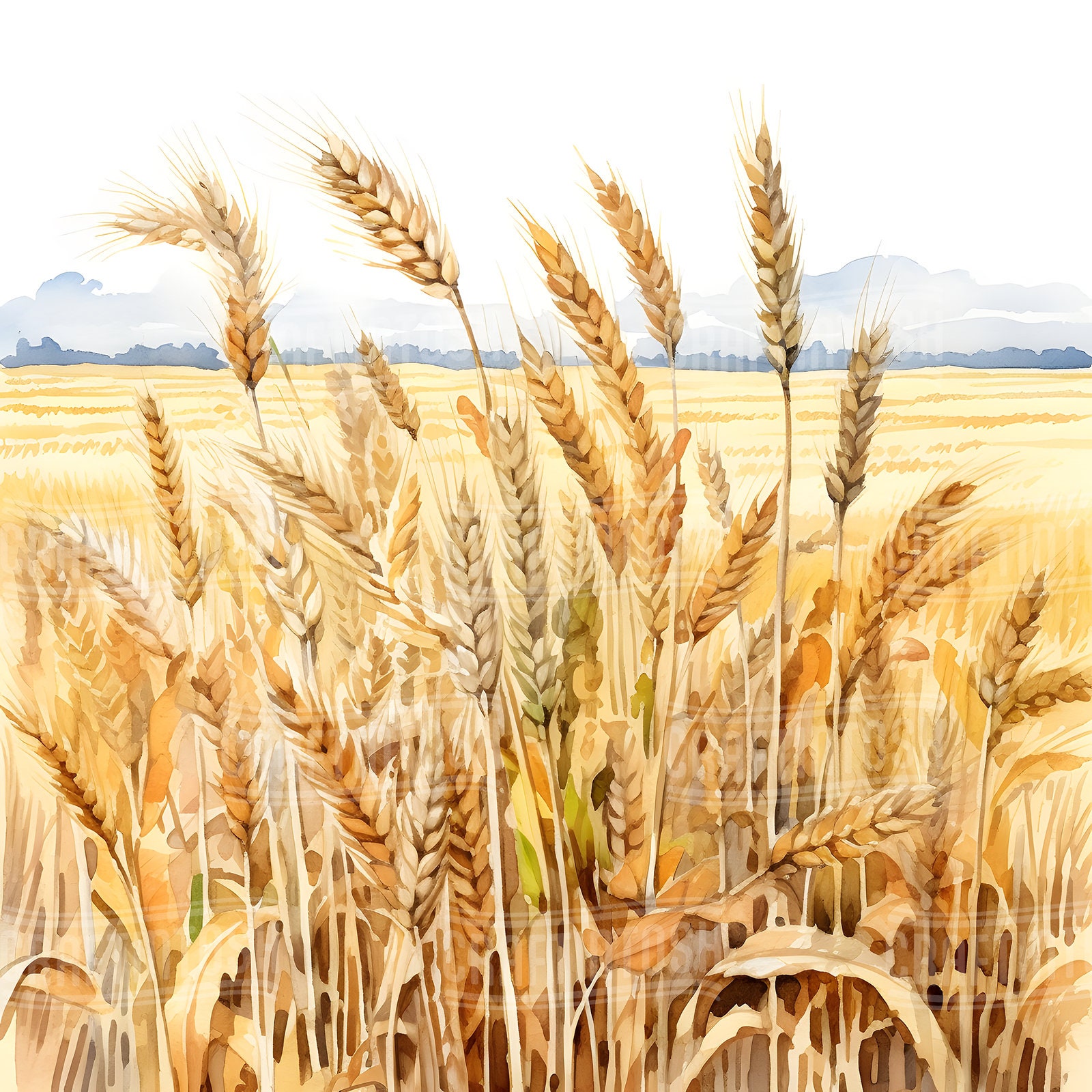 Watercolor Ripening Wheat Field Papers - 15 PNG Digital Graphics ...