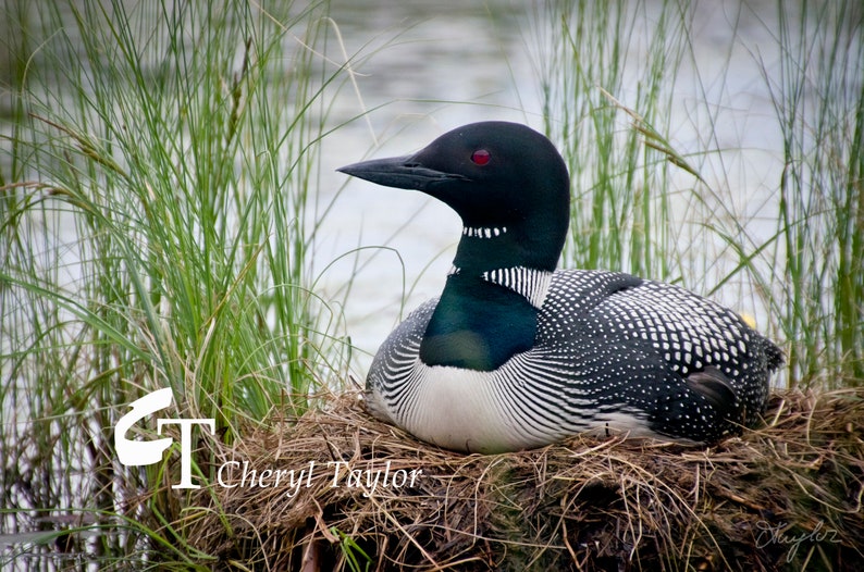 Loon on Nest 1 Digital Photograph Download (watermark Free) - Etsy