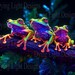 Frog Moon Sublimation Designs for Straight/tapered Tumbler PNG File ...