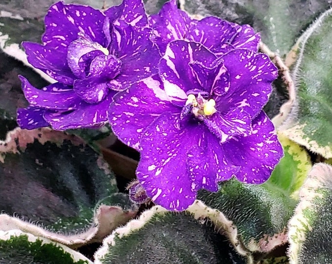 Variegated African Violet - Etsy