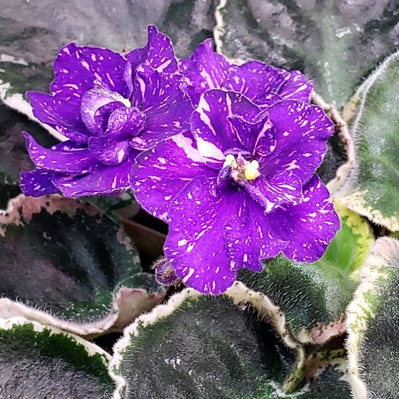 Variegated African Violet - Etsy