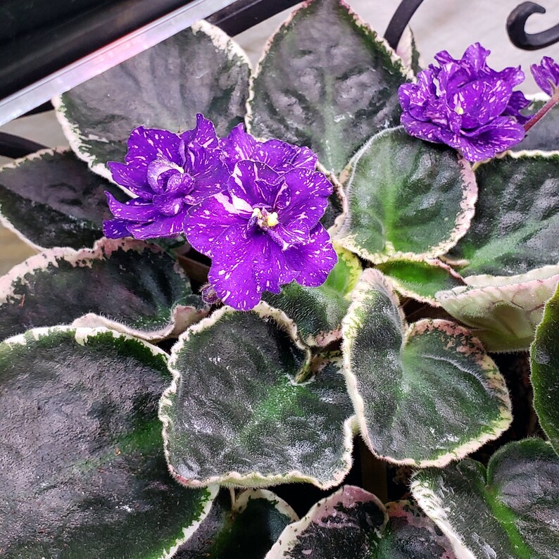 Variegated African Violet - Etsy