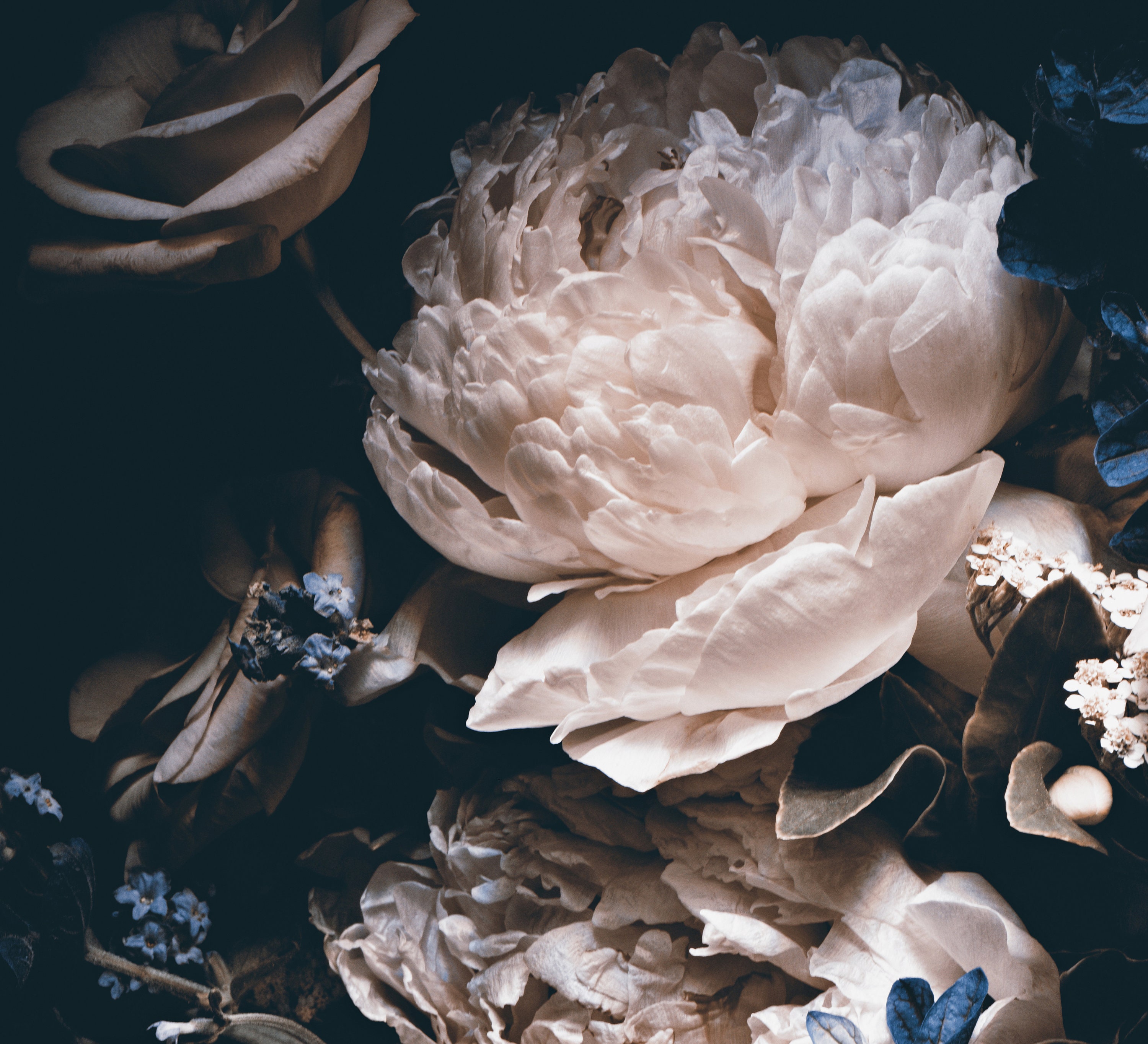 Removable Wallpaper Dark Floral Wallpaper Vintage Rose Peony - Etsy