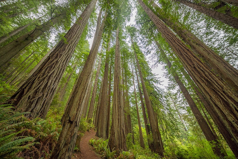 Sequoia Forest Mural,redwood National and State Parks Mural,giant Trees ...
