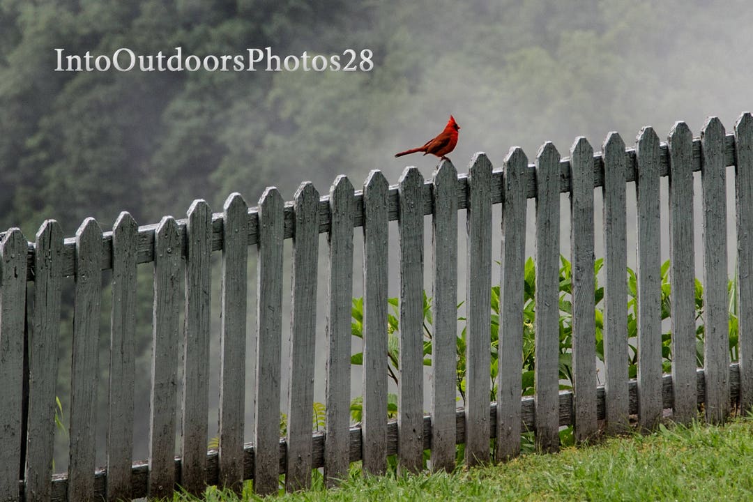 Cardinal White Fence - Etsy