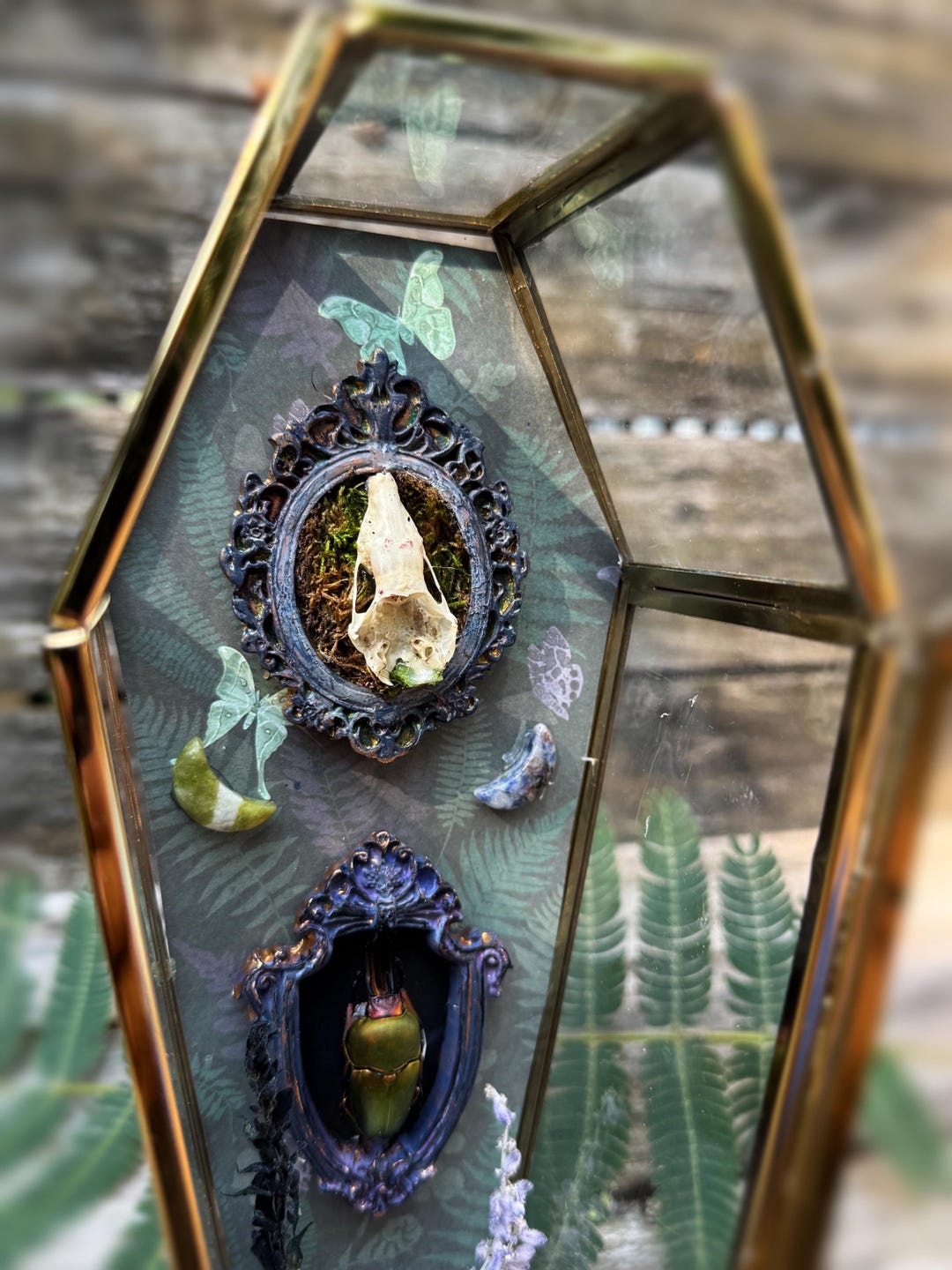 Whimsical Glass Coffin Curiosity Cabinet, Real Skull and Beetle ...