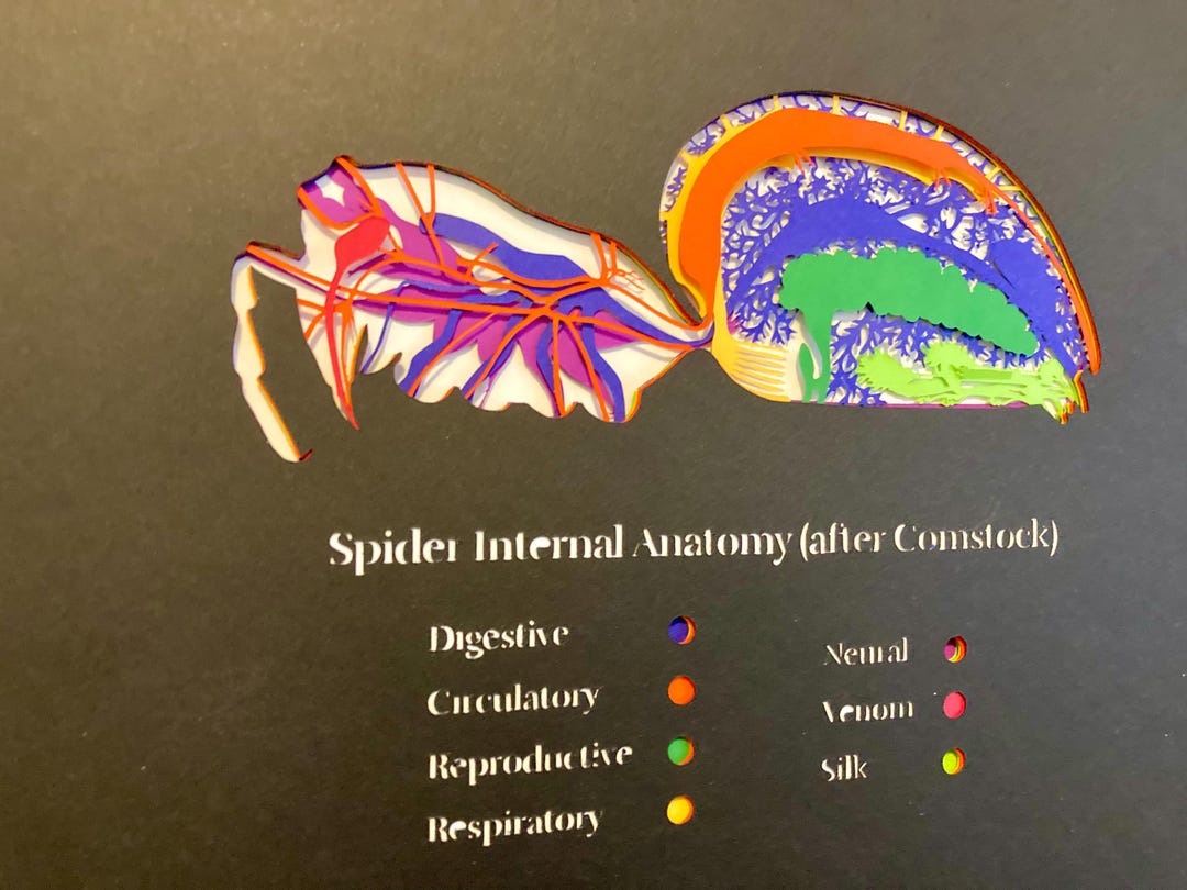 Spider Internal Anatomy Wall Art - Etsy