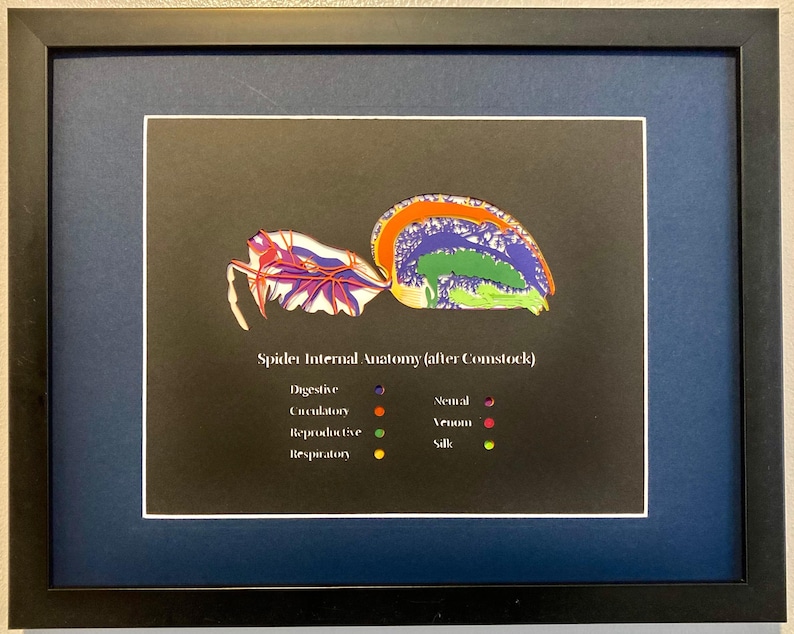 Spider Internal Anatomy Wall Art - Etsy