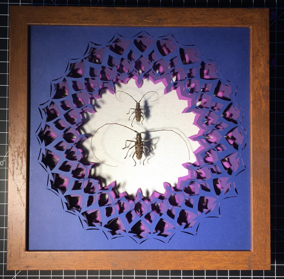 Longhorn Beetle Display Shadow Box - Etsy