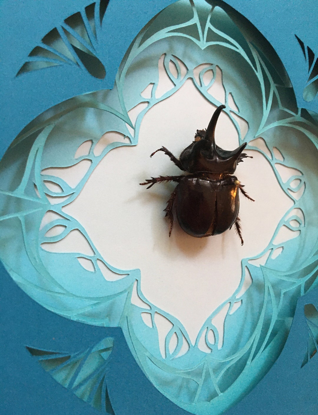 Rhinoceros Beetle Display Shadow Box - Etsy