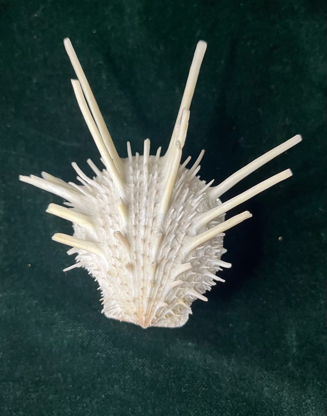 Imperial Thorny Oyster Seashell One Side 3" - Etsy