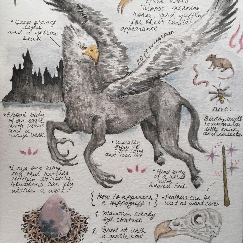 Hippogriff Study Print | Etsy