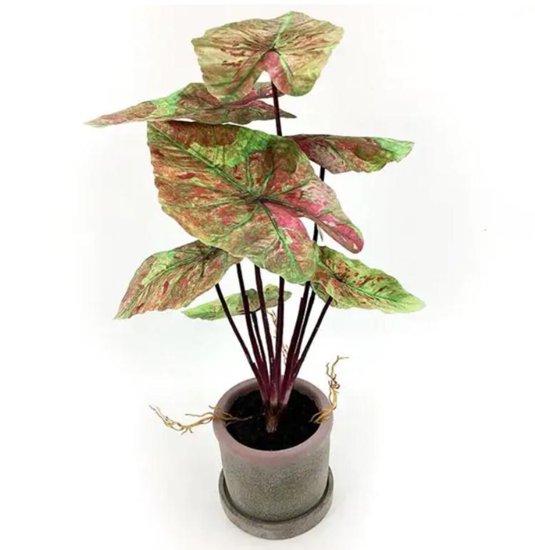 Antique Potted Caladium Plant - Etsy