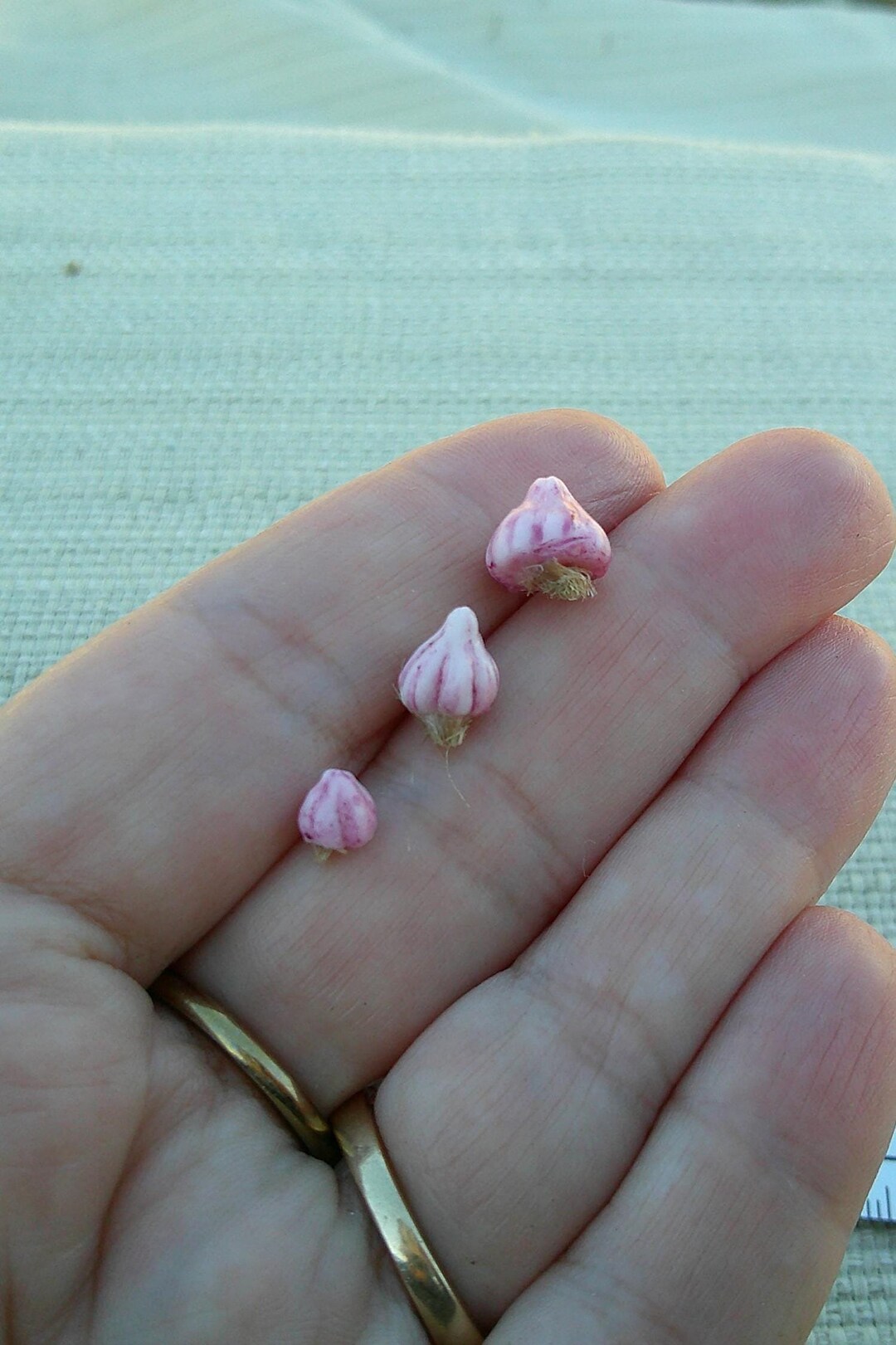 Miniature Purple Garlic, 1/6, 1/12, 1/24, Dollhousegarlic, Miniature ...