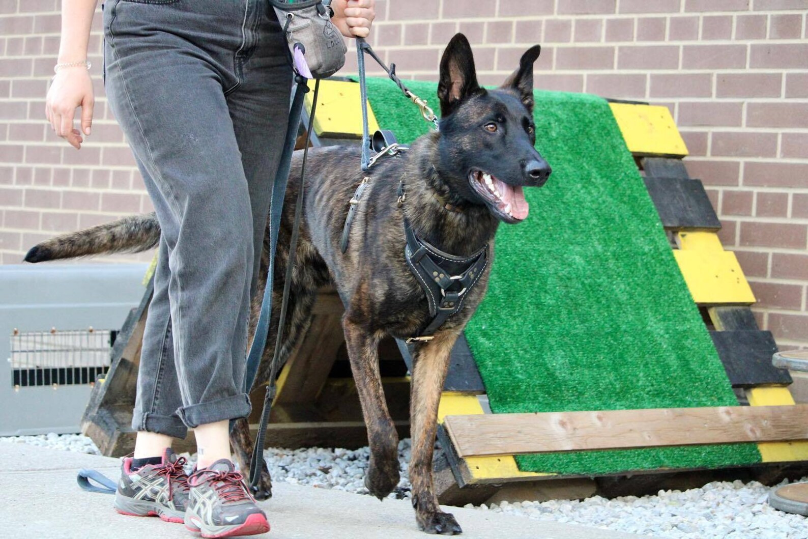 Biothane Dog Harness Police K9 Schutzhund Ipo - Etsy