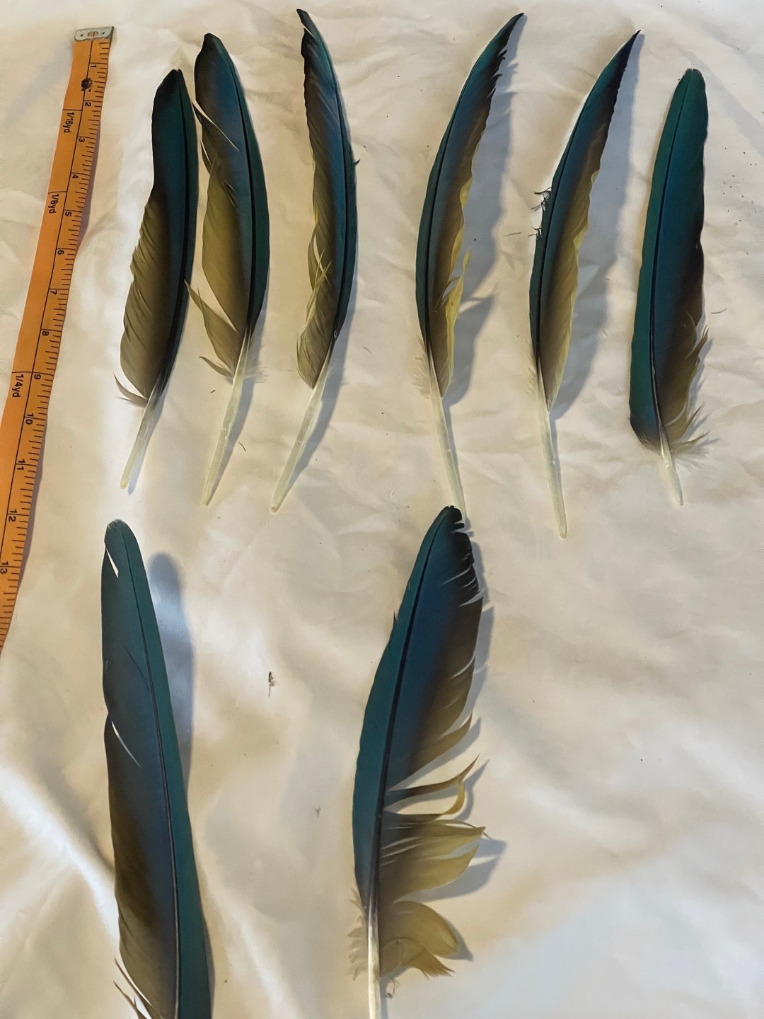 Blue Throat Macaw Wing Feathers - Etsy