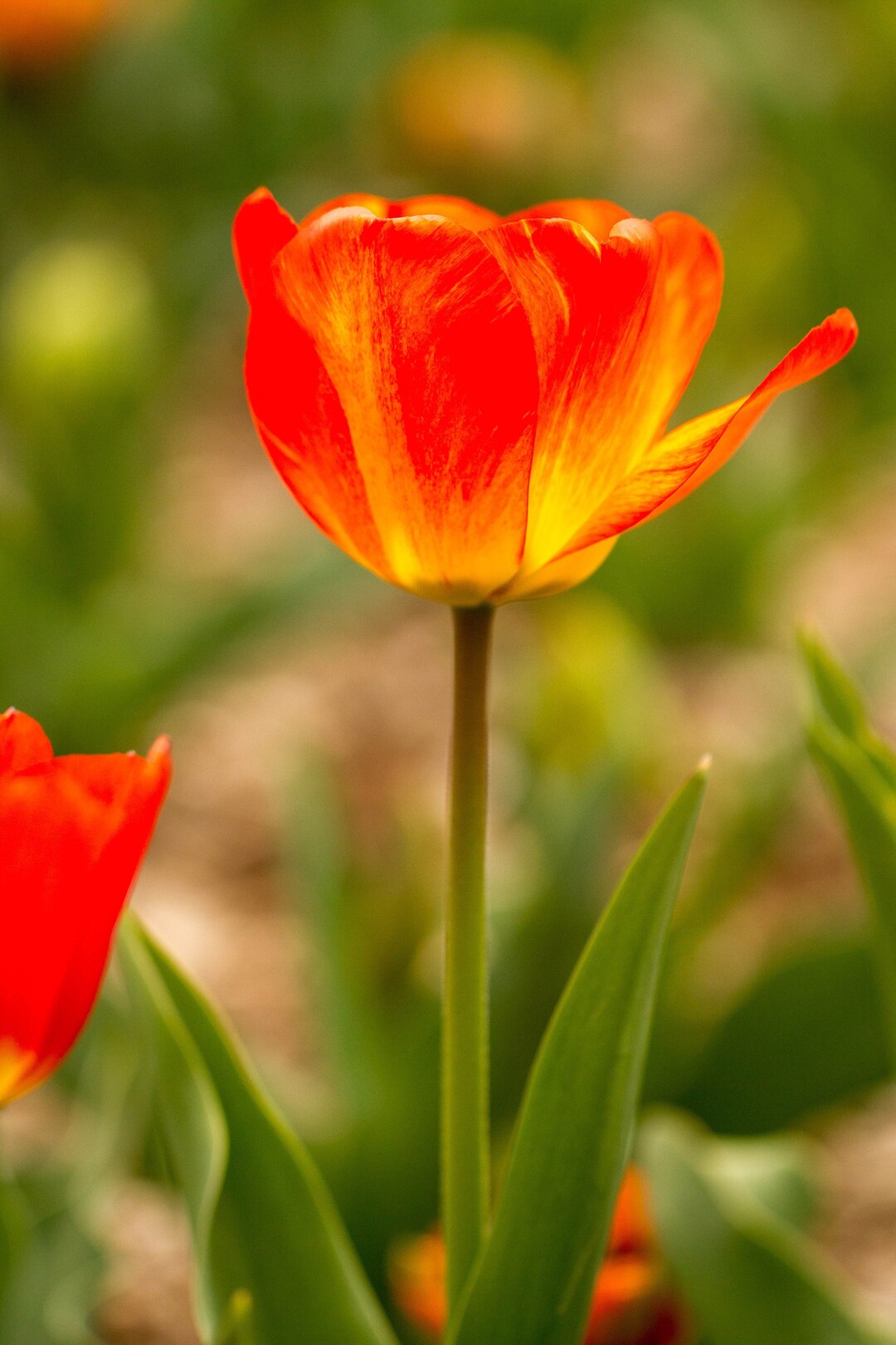 Tulip Note Cards - Etsy