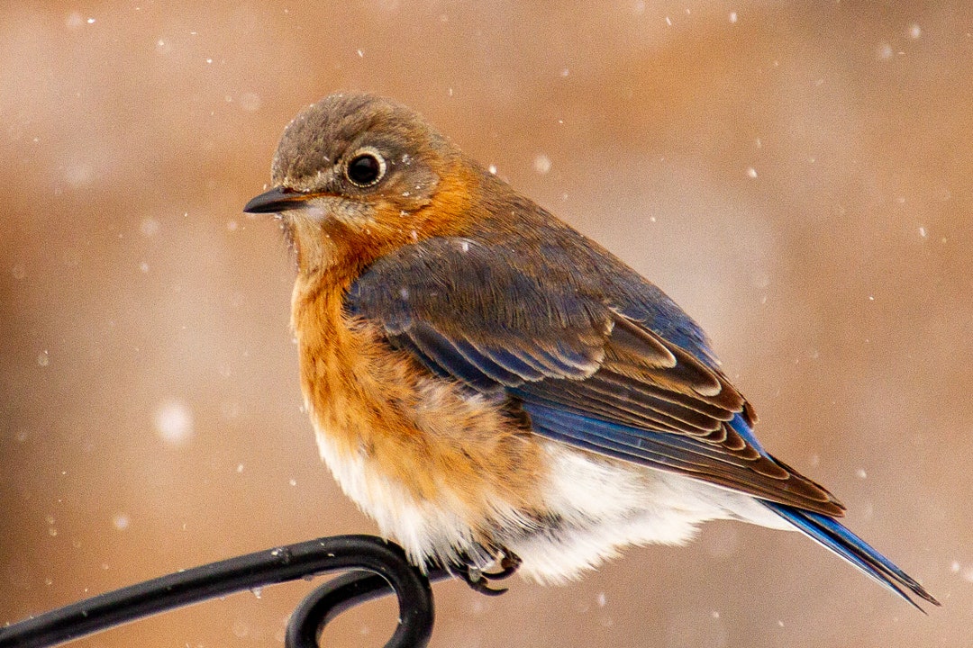 Bluebird Note Cards - Etsy