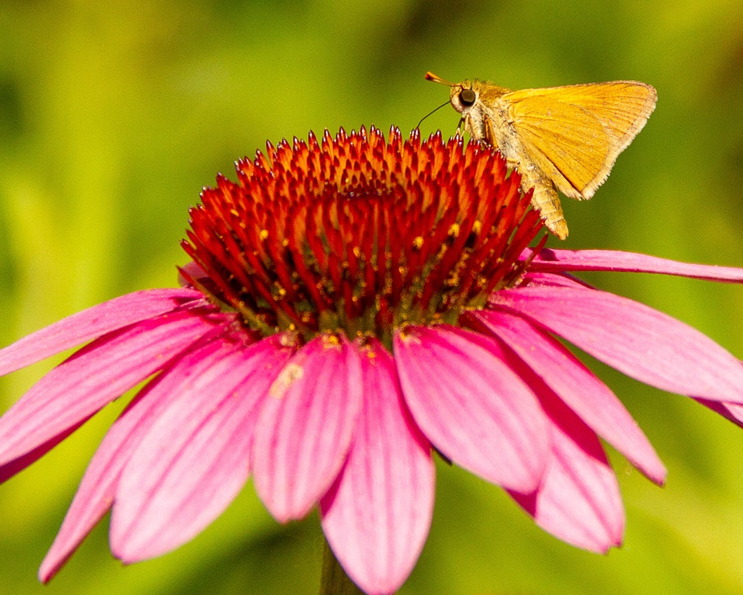 Cone Flower With Butterfly Magnet - Etsy
