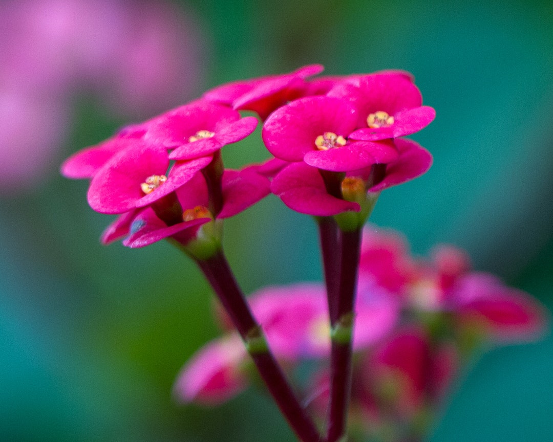 Pink Orchid Magnet - Etsy