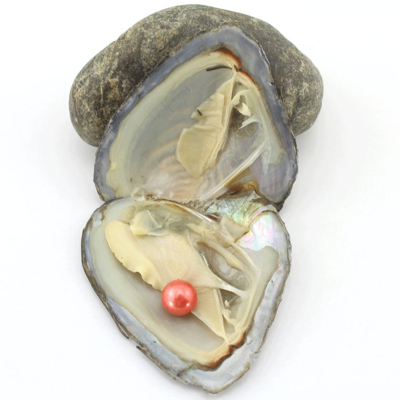 5PCS Freshwater Oysters With Edison Round Pearl Inside 9-12mm - Etsy