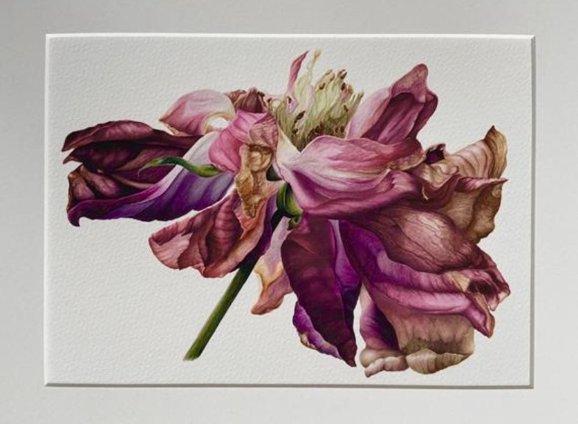 Signed Botanical Print of a Decaying Rose, disintegration. - Etsy