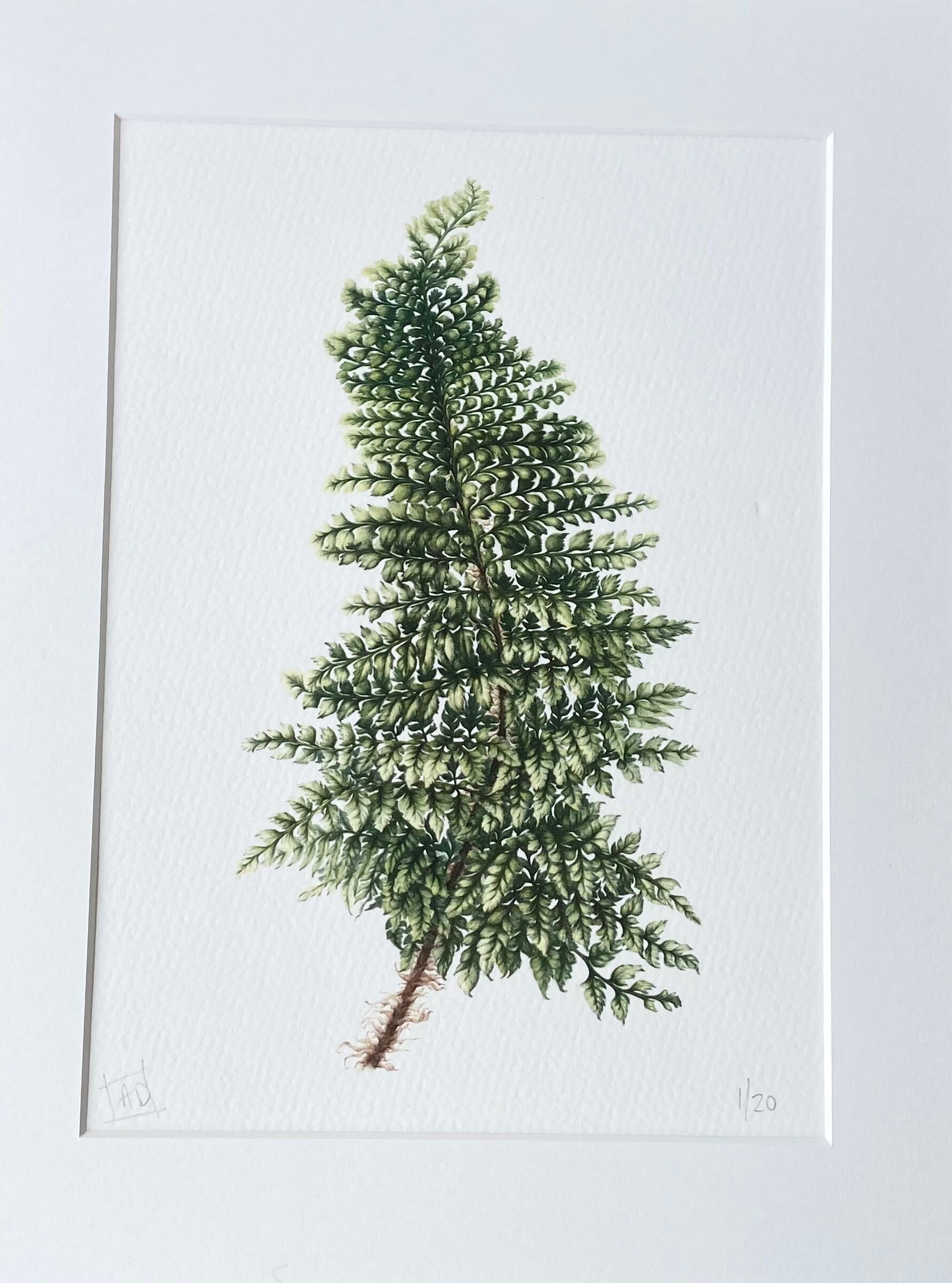 Signed and Limited Edition Print of a Fern. - Etsy