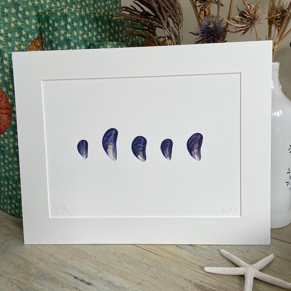 Mussel Shells - Etsy