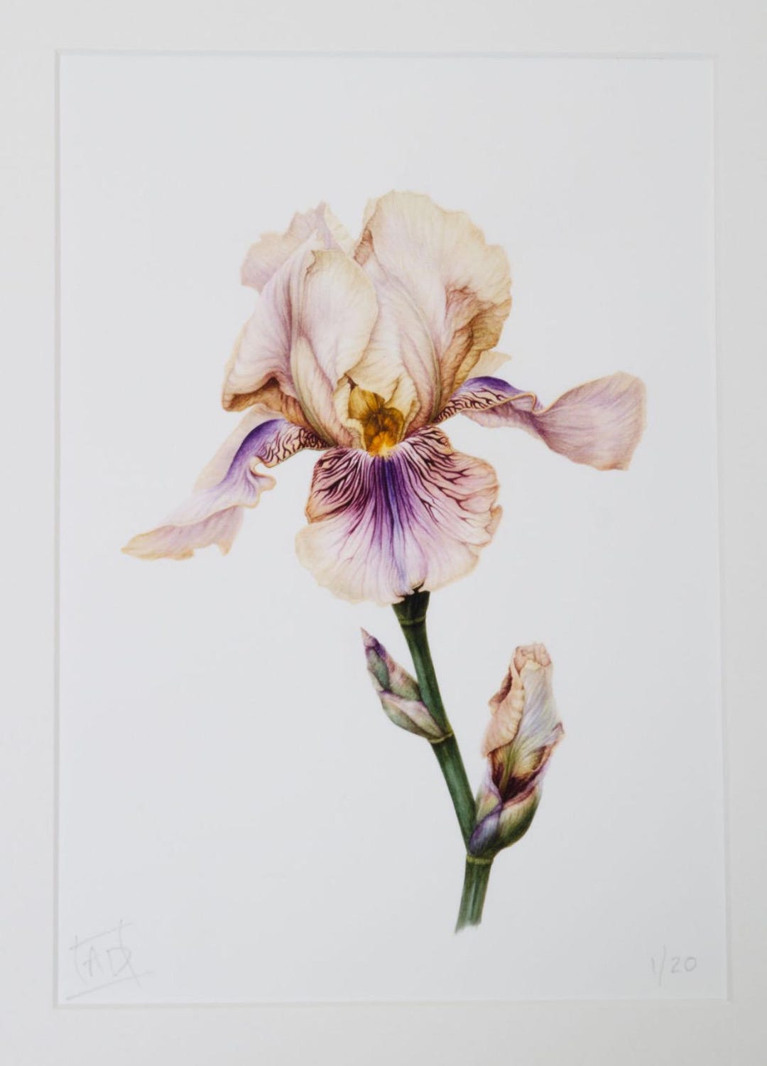 Limited Edition, Signed ‘iris Benton Olive’ Giclee Print. - Etsy UK
