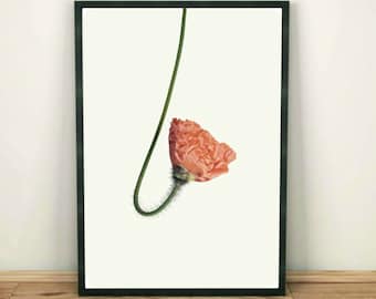 Poppy print | Etsy