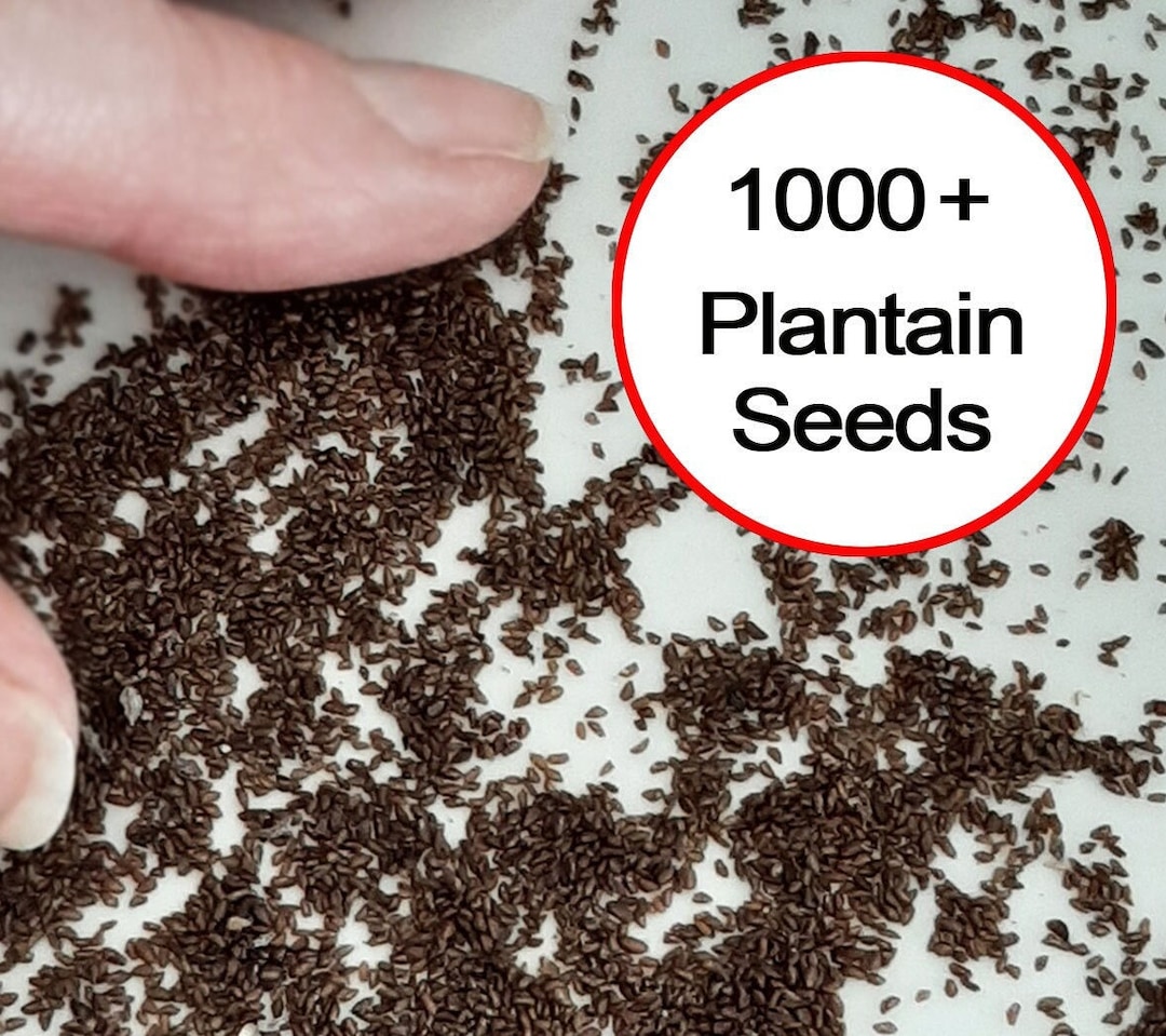 1000+ Plantain Seeds - Plantago Major, Broadleaf Plantain, Greater ...