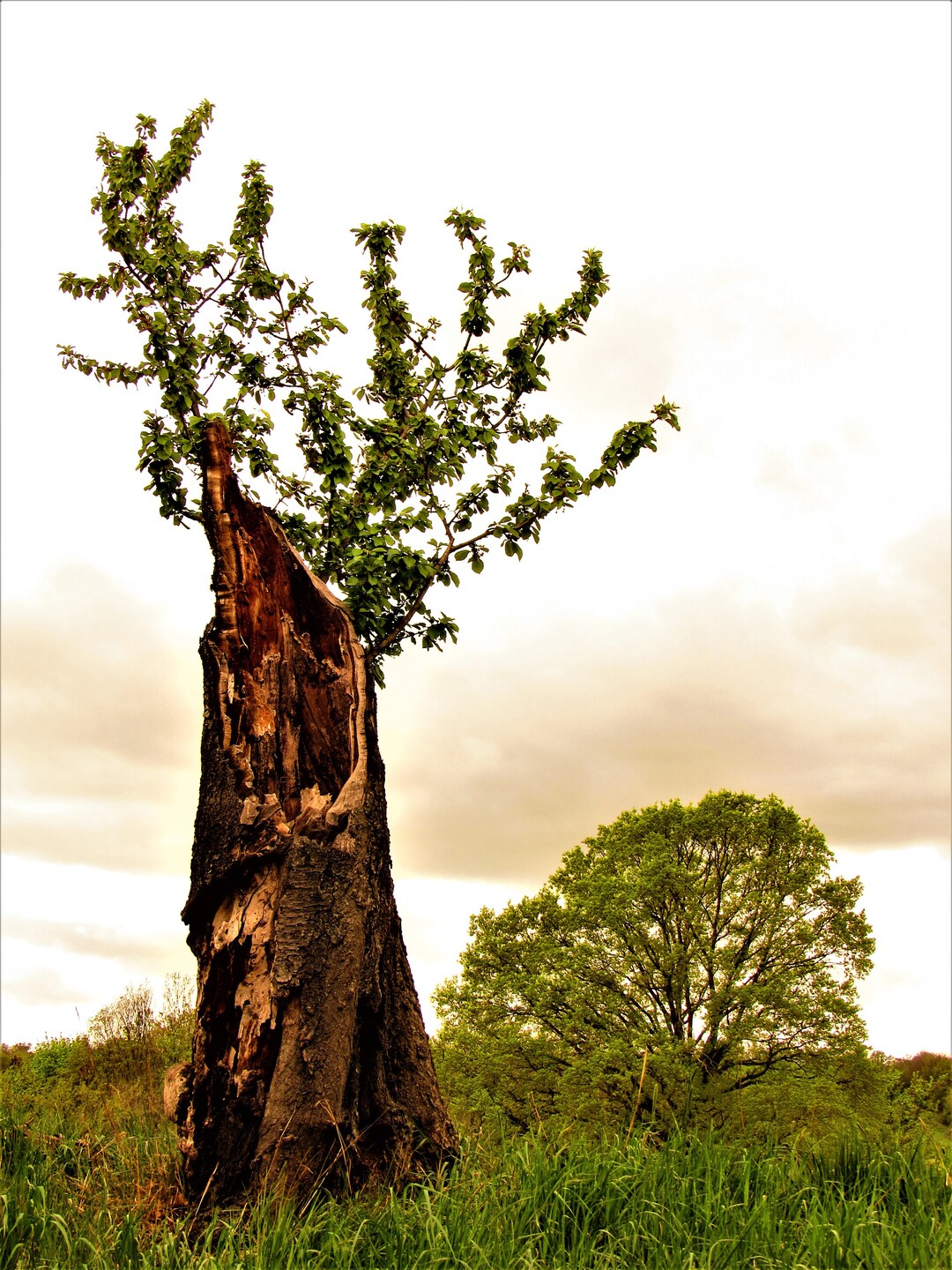 The Tree of Life reborn, on the Constappel Hiking Trail Germany Wall ...