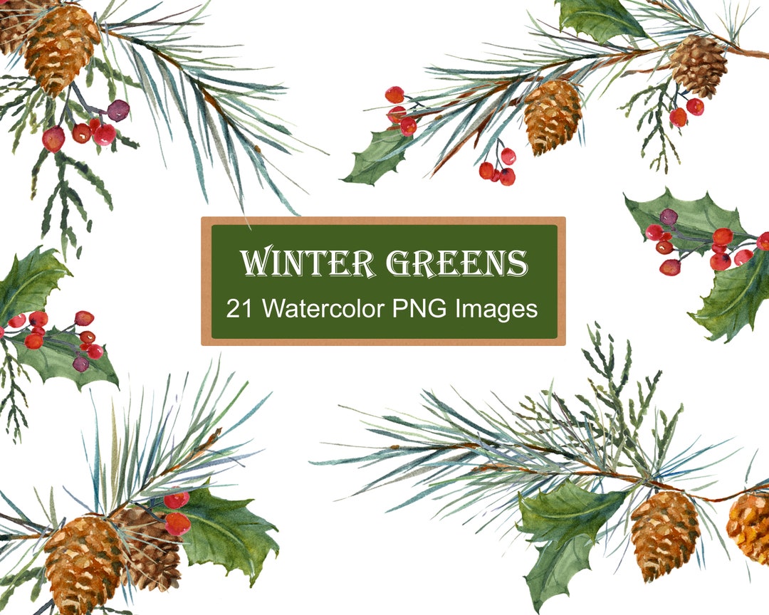 Winter Greenery Clip Art, Pine Clipart, Christmas Greens, Leaves ...
