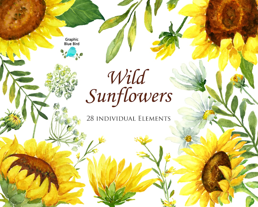 Sunflowers Watercolor Clip Art Set, 28 Individual Elements, Sunflowers ...