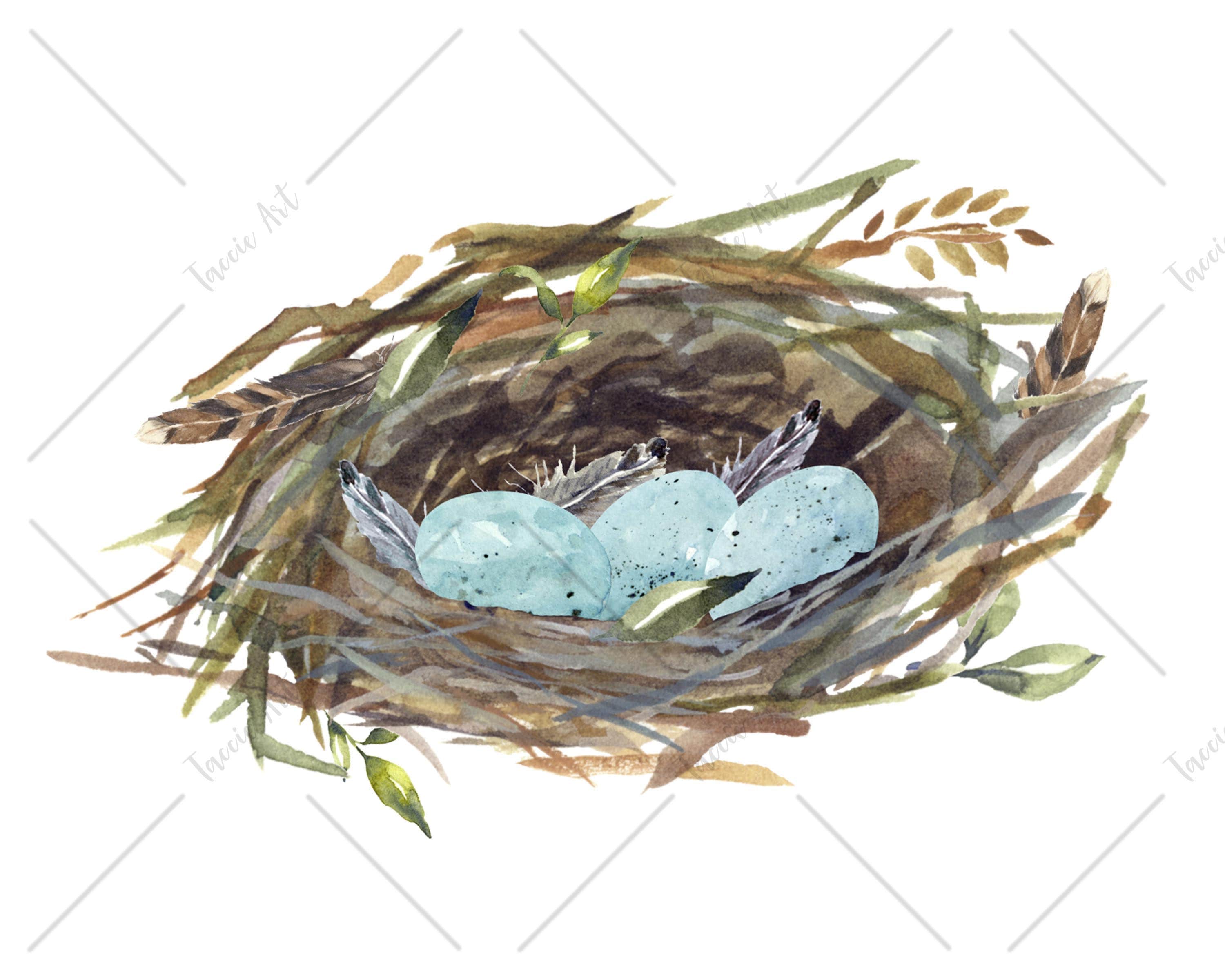 Spring Watercolor Clipart Set: Birds Eggs Nest Spring | Etsy