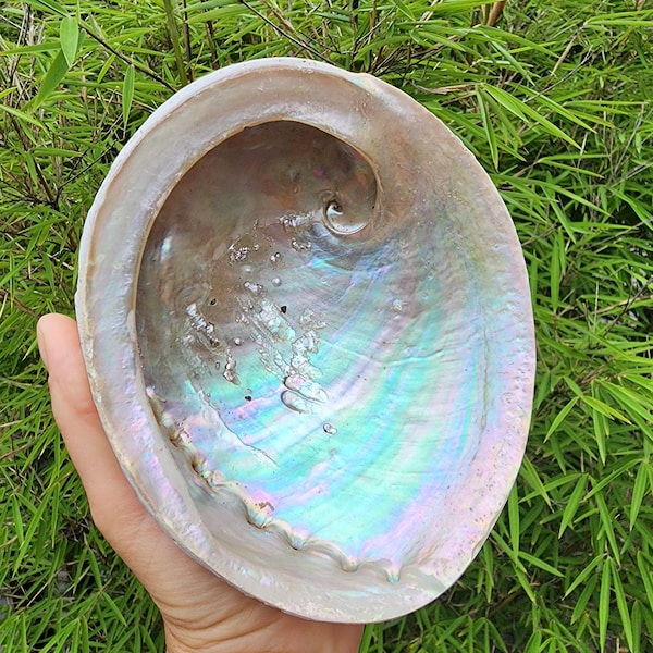 Abalone Shell - Etsy
