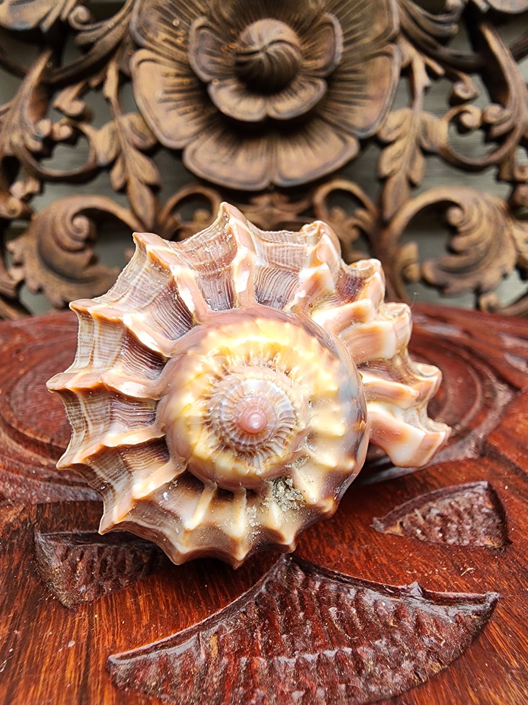 Harp Sea Shell | Water Element. Spiral of Life. Deco Shell - Etsy