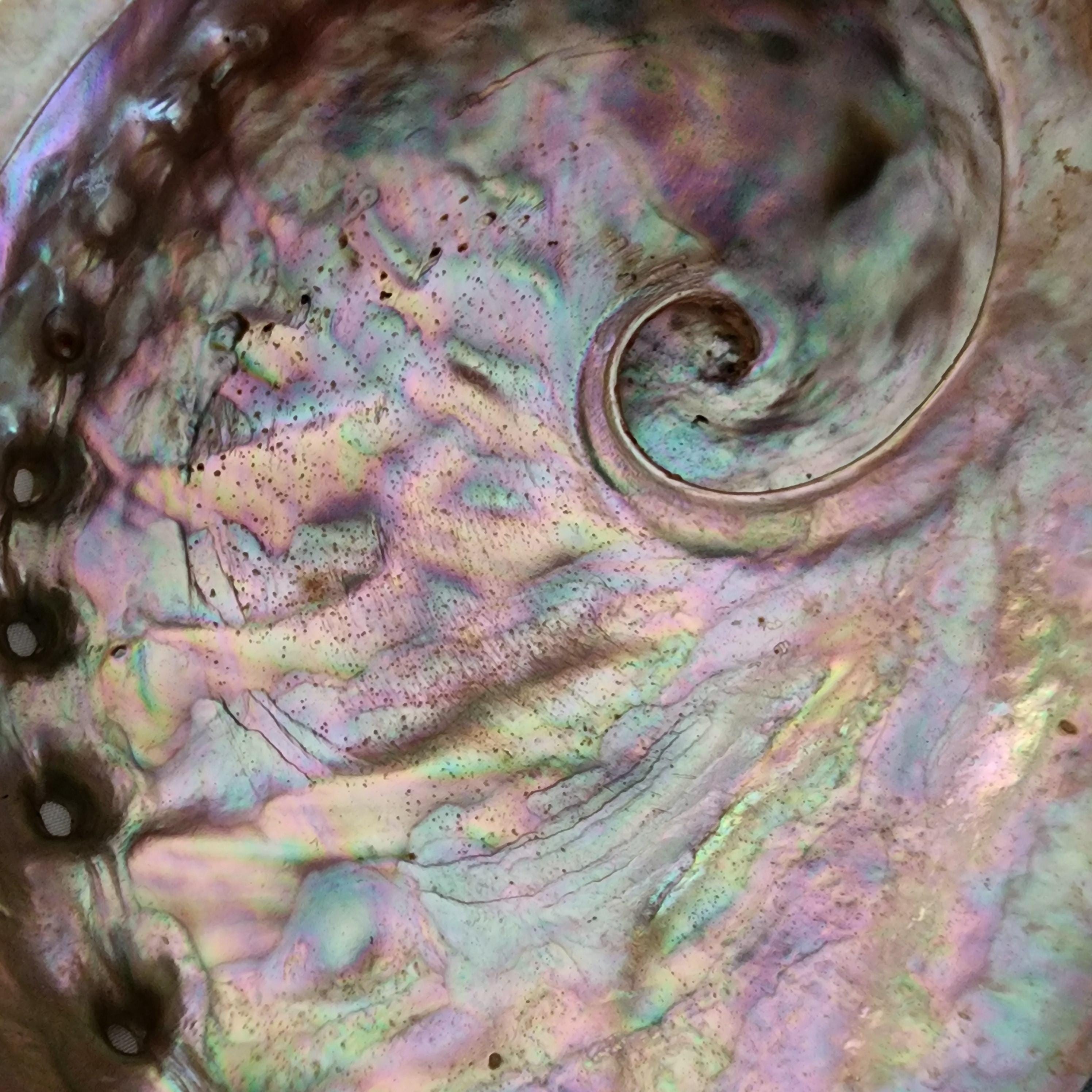 Giant Australian Brown Lip Abalone Shell: Natural Smudge Bowl, Offering ...