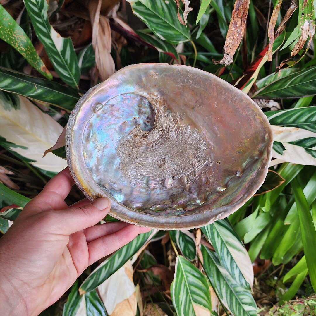 GIANT. 8 Inch / 20.4cm. Sacred Abalone Shell . Brown Lip Abalone ...